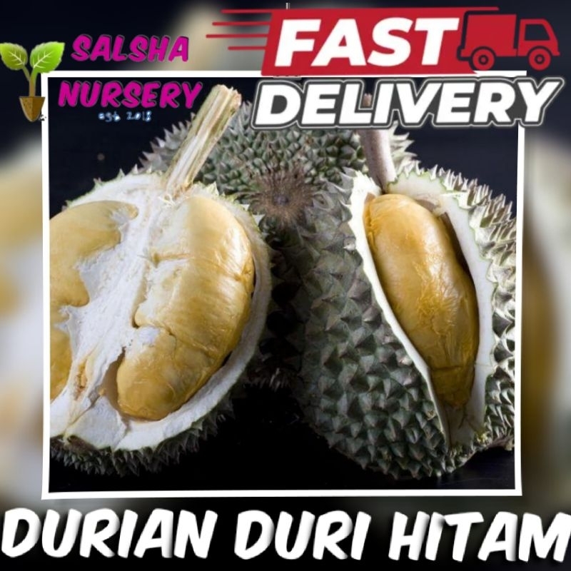 🔥💥 Pokok DURIAN DURI HITAM D200 ochee blackthorn pokok durian cepat berbuah | Shopee Malaysia