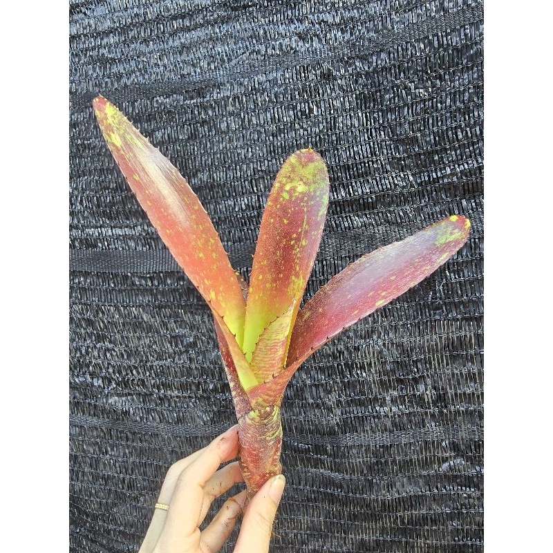 Bromeliad Neo Carcharodon Tiger × Bobby Dazzler [Ready stock] | Shopee ...
