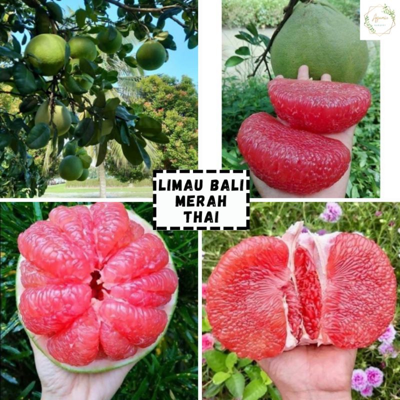 Fruit Limau Bali Merah 1BiJI !!! | Shopee Malaysia