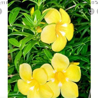 2 KERATAN BATANG POKOK BUNGA ALAMANDA KUNING 2 PCS OF STEM CUTTING ...