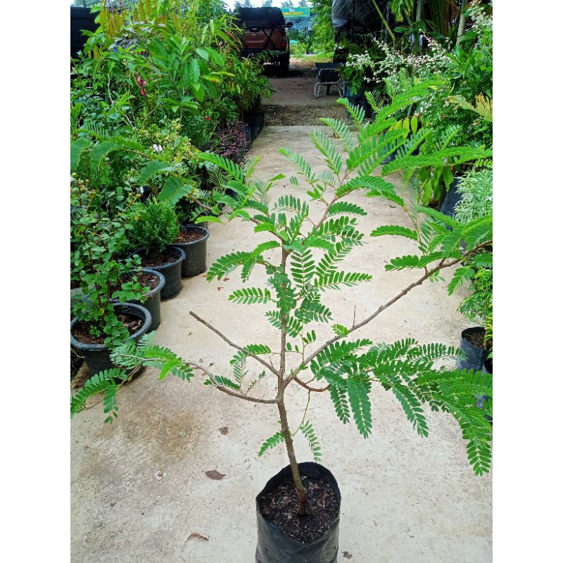 Pokok Celagi Manis Kahwin | Shopee Malaysia