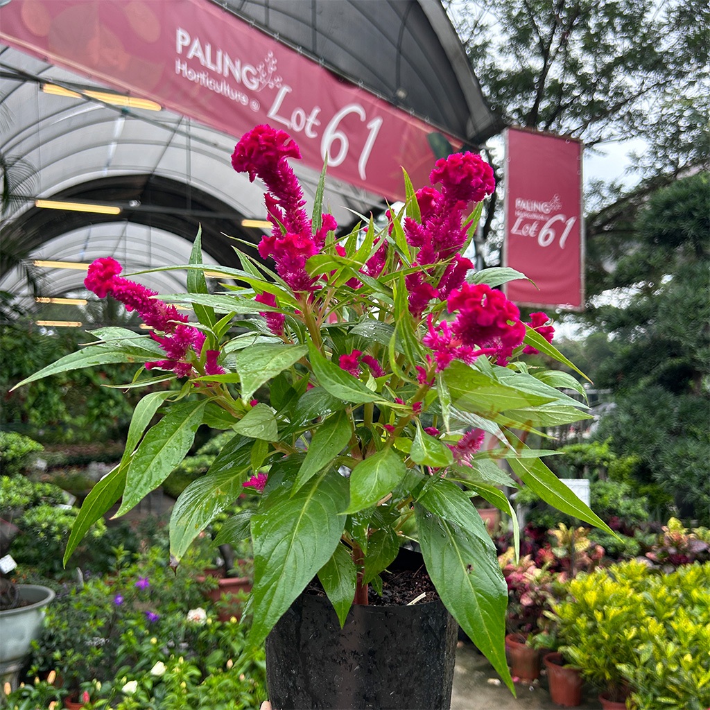 [Paling Horticulture Sdn Bhd] Pokok Balung Ayam Hidup - Celosia Plant ...