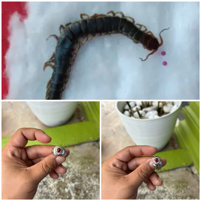 GELIGA LIPAN BARA ORIGINAL | Shopee Malaysia