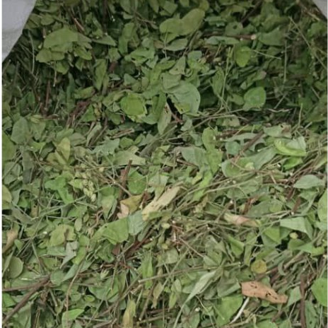 Daun rerama (daun + akar + batang) | Shopee Malaysia