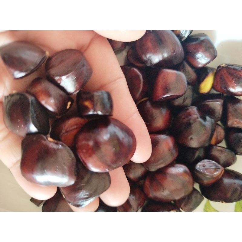 [Ready Stok] Kerdas / Genuak/ Kabau / jolang jaling / Gerduak ...