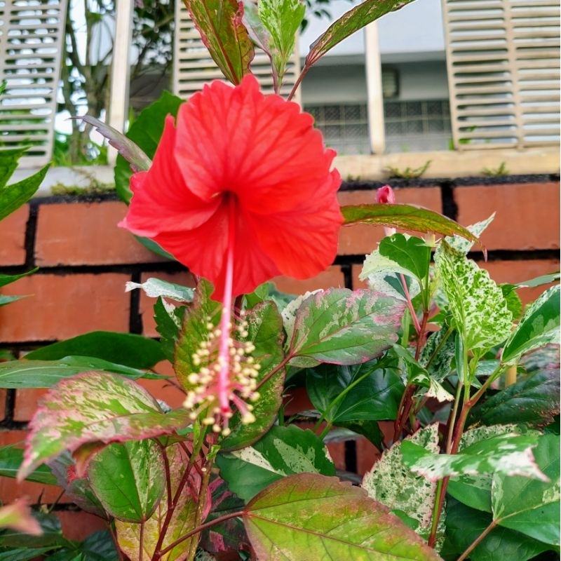 Bunga Raya/Hibiscus(Pokok Bunga Hidup/Pokok Hiasan Luar Rumah/Real Live ...