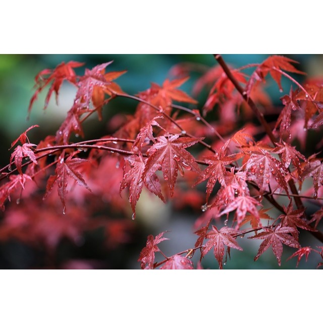 Real Plant Outdoor Live Plant Ariadne Red Maple Pokok Tree Leaf PolyBag ...