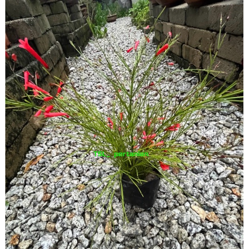 BUY 3 FREE 1 Anak Pokok Firecraker Merah / Russelia Equisetiformis Red ...
