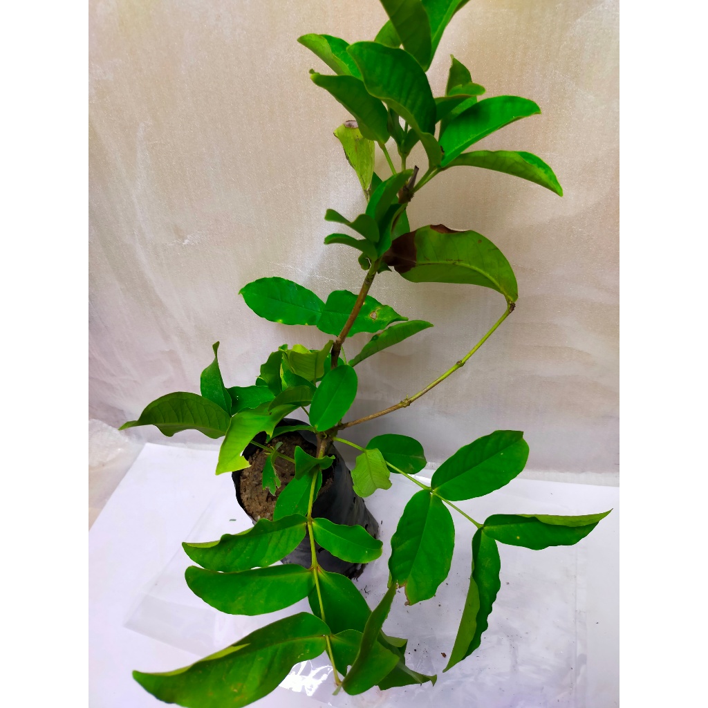 ANAK POKOK JAMBU BERTIH BUAH MERAH CEPAT BERBUAH | Shopee Malaysia