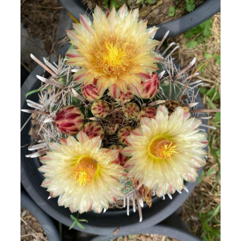 cuctus # mammillaria perbella# elephantidens## | Shopee Malaysia