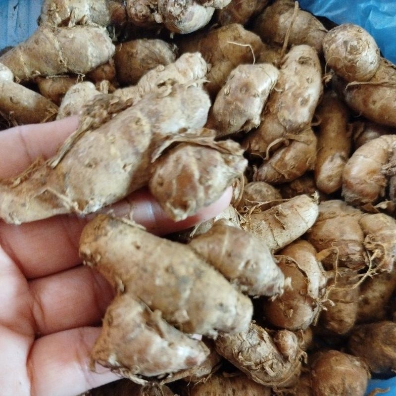 [Ready Stok] Cekur/ Kencur/ cikur / Kaempferia galanga/ prohom 200g ...