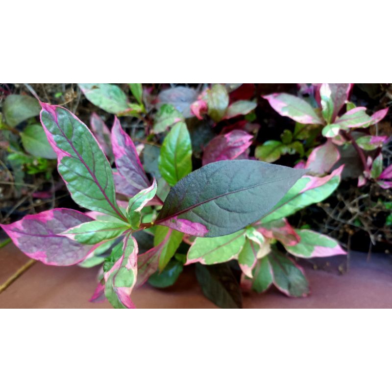 POKOK BUNGA RENEK DAUN MERAH DALAM POLIBEG | Shopee Malaysia
