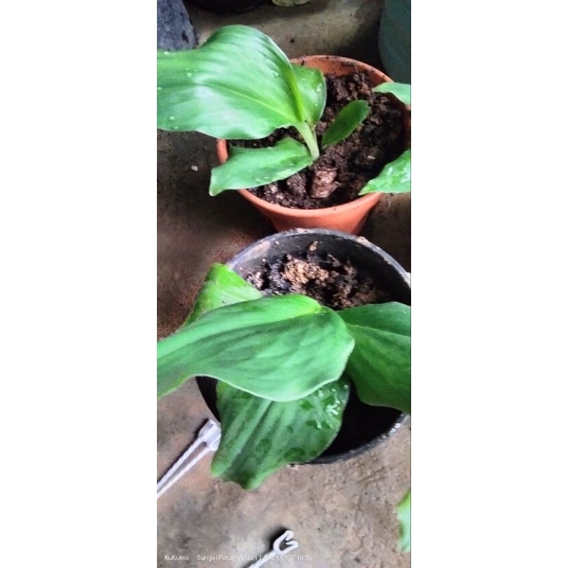 pokok cekur/ kencur hijau ulam berkhasiat | Shopee Malaysia