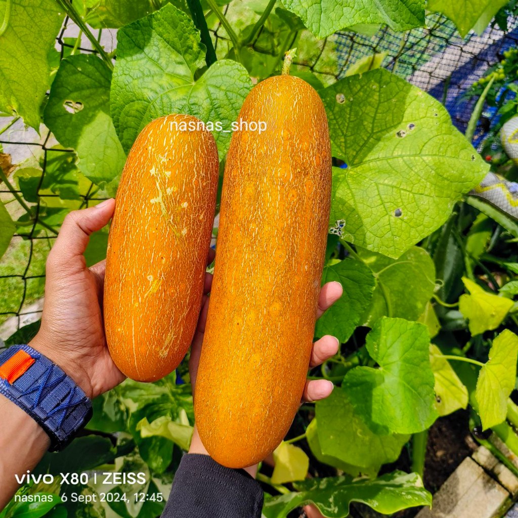 Biji Benih Timun Tua Hibrid 5pcs Hybrid Old Cucumber Seeds Vege Seed ...