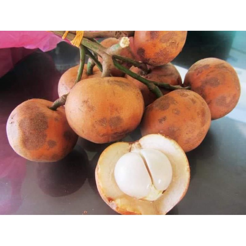 Pokok Tampoi Hybrid thai | Shopee Malaysia