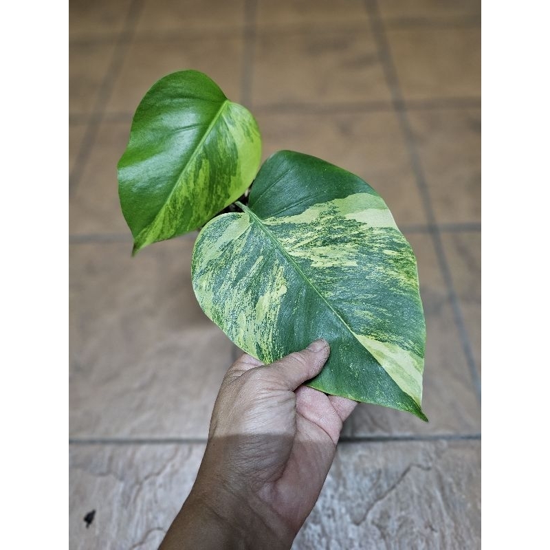 Monstera Aurea variegated (Var cantik) | Shopee Malaysia