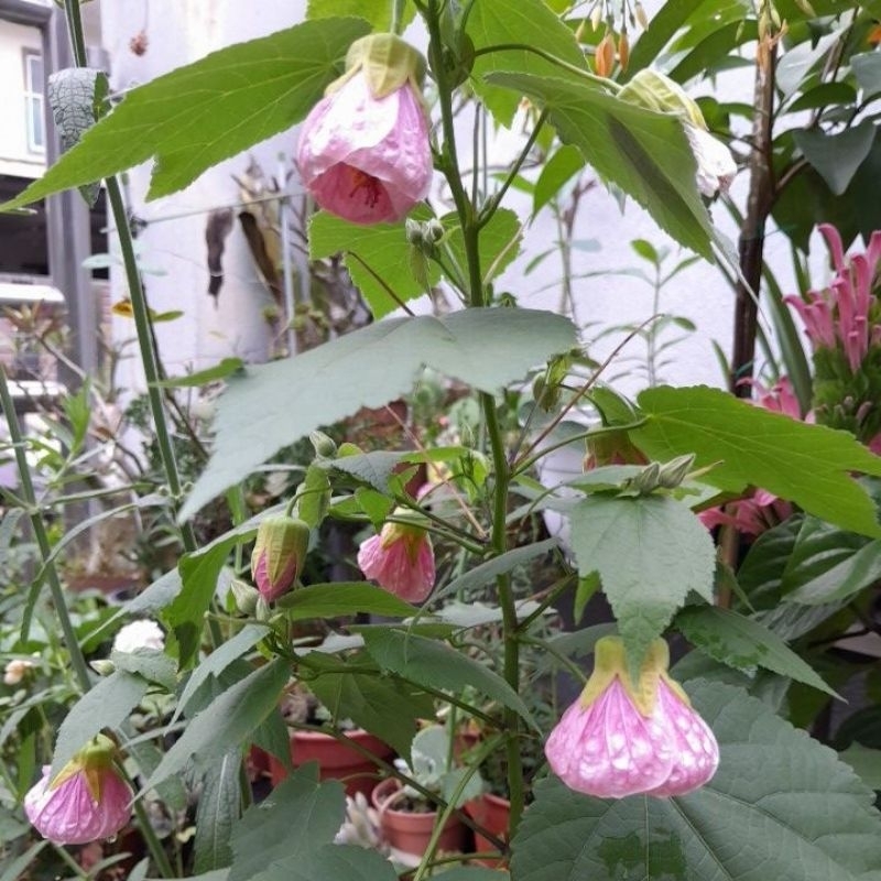 Abutilon pictum pink Bunga loceng pink粉色风铃花 | Shopee Malaysia