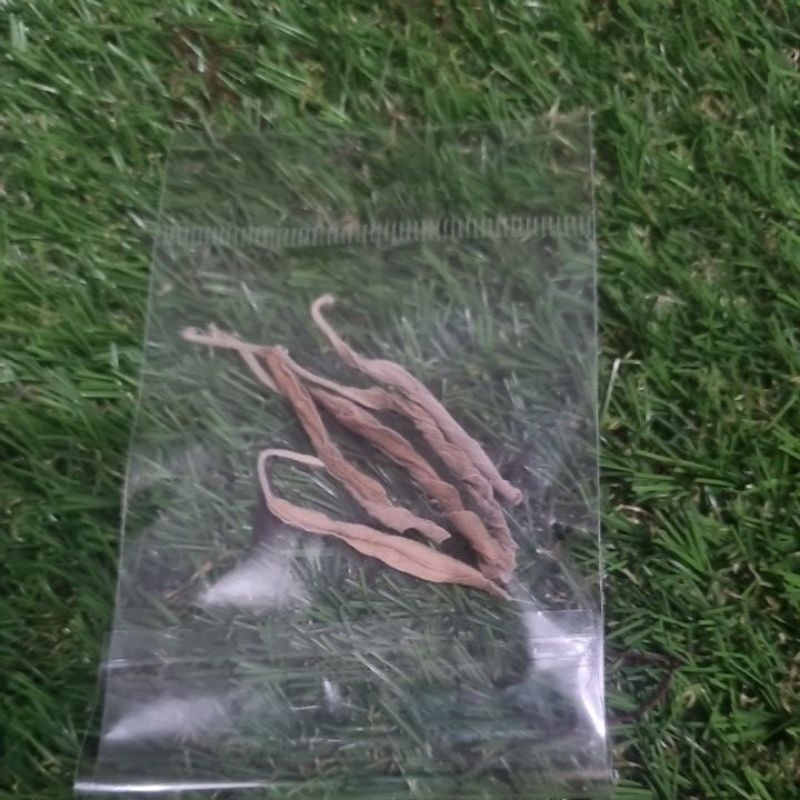 Pei Mirati/Indian Cat Mint Mystic Herbal Plant Leaf (11 leaf)per pack ...