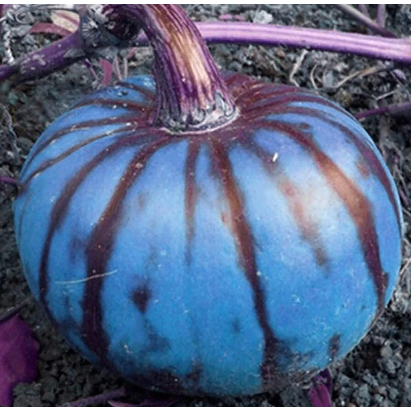 5 Biji Benih Biru Labu 5 Vegetable Fruit Seed Pumpkin Seed Rare ...
