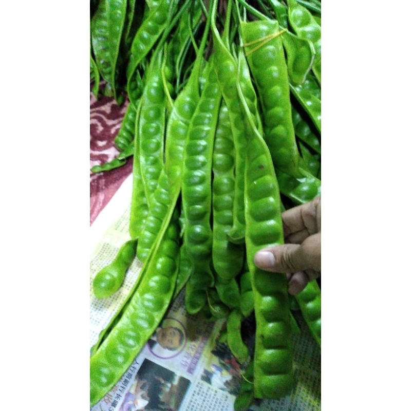 Petai Fresh Cantik Betul Terbaik | Shopee Malaysia