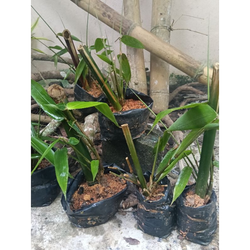 Anak pokok buluh lemang dalam polybag. | Shopee Malaysia
