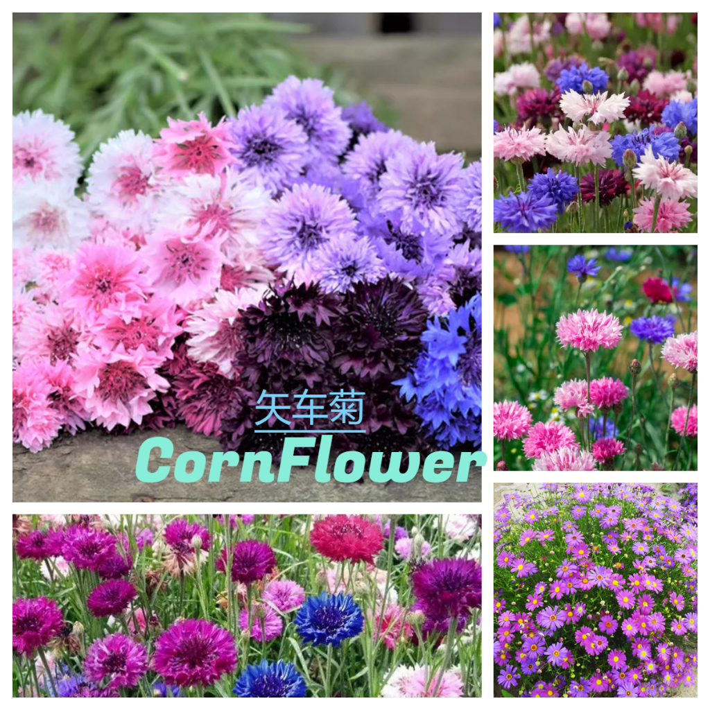 F33 20 pcs Benih Bunga CornFlower/ Corn Flower Seeds矢车菊花种子 | Shopee ...