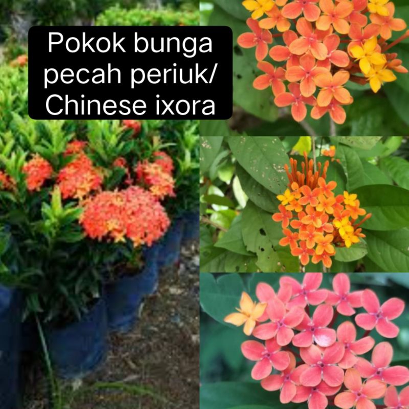 Pokok bunga pecah periuk/Chinese ixora +freegif🎁 | Shopee Malaysia