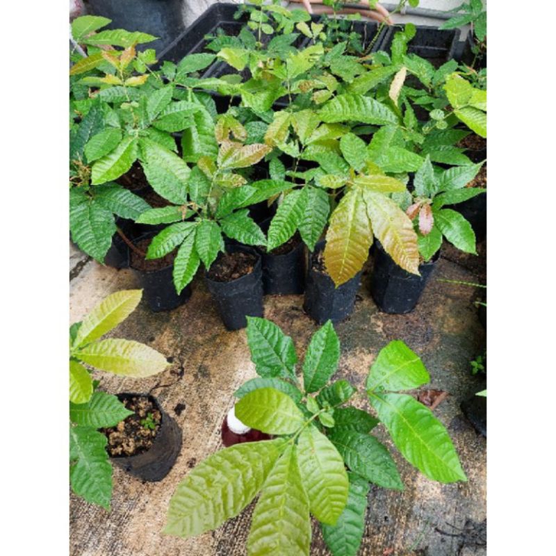 Pokok Matoa Kuning!!(Anak Pokok) | Shopee Malaysia