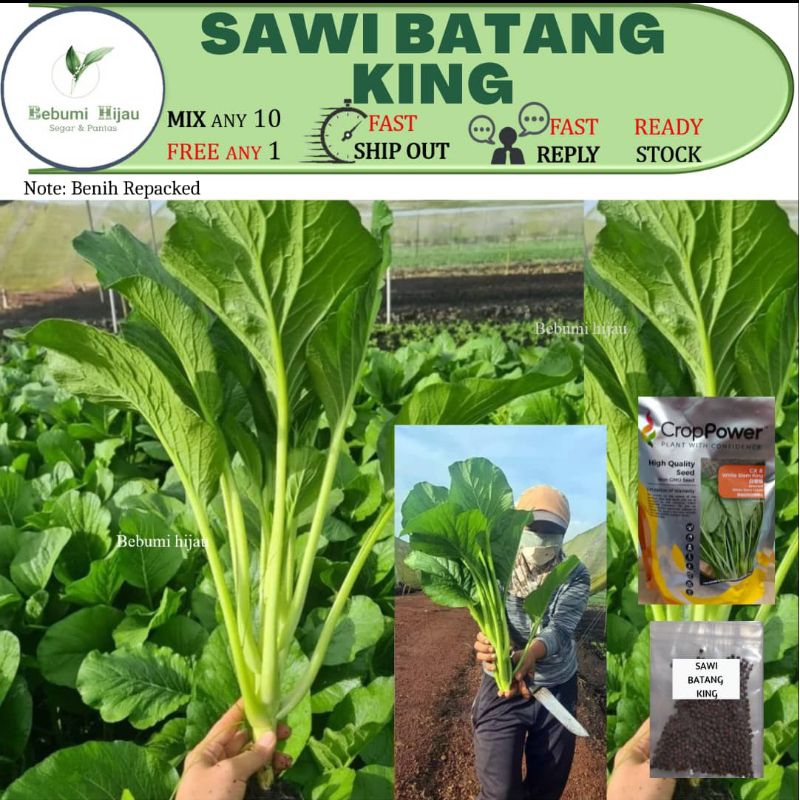 2 gram biji benih SAWI BATANG KING seeds/ lebih 200 biji | Shopee Malaysia