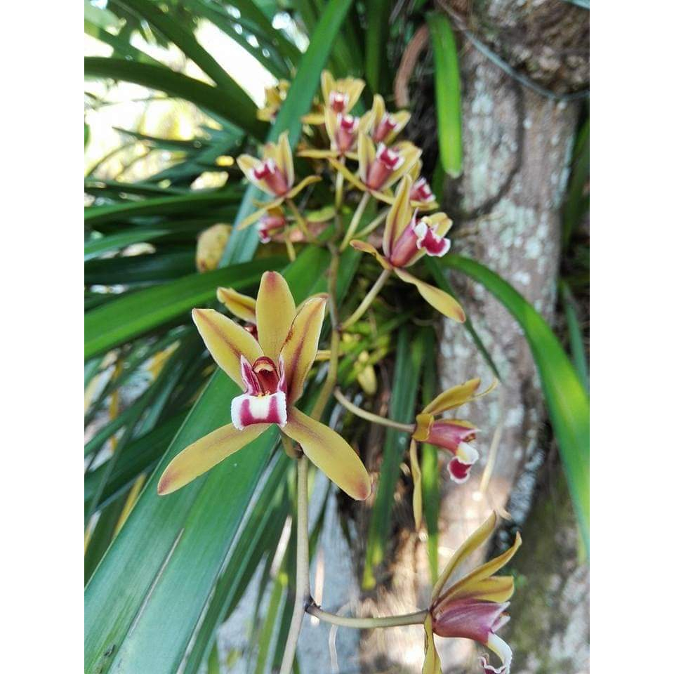 Cymbidium finlaysonianum Orkid Hutan Orkid Liar Wild Orchid | Shopee ...