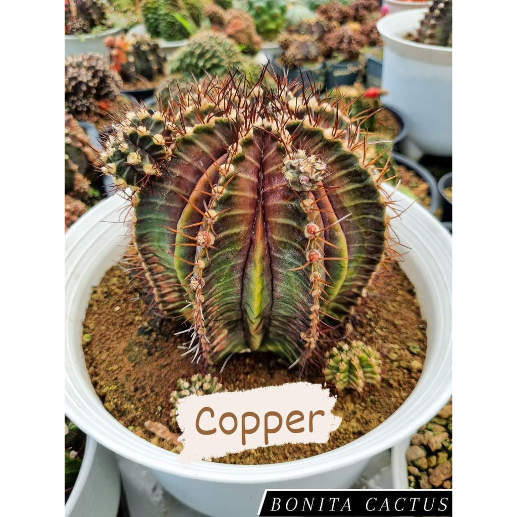 GYMNOCALYCIUM ID COPPER CACTUS (OFFSETS FROM LANDED MOTHER PLANT) | Shopee Malaysia