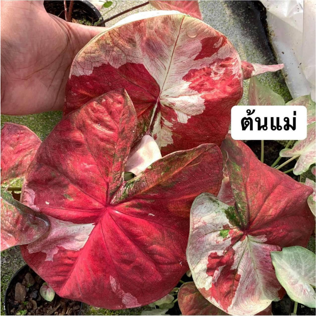 Caladium Keladi Por Keaw Jasmine Rare Thai Hybrid Live Plant Pokok ...