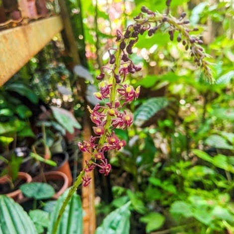 BUNGA Orkid/Borneo Sabah/RARE/READY STOCK/Colorful Malaxis [ MALAXIS ...