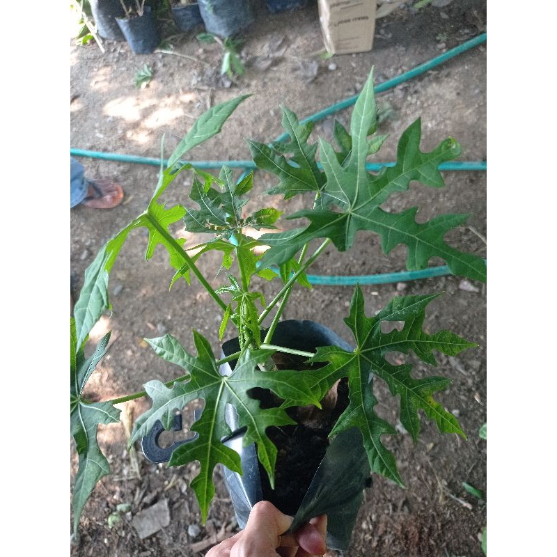 Anak Pokok Ajinamoto I Ulam Herba I Chaya Betik Jepun | Shopee Malaysia