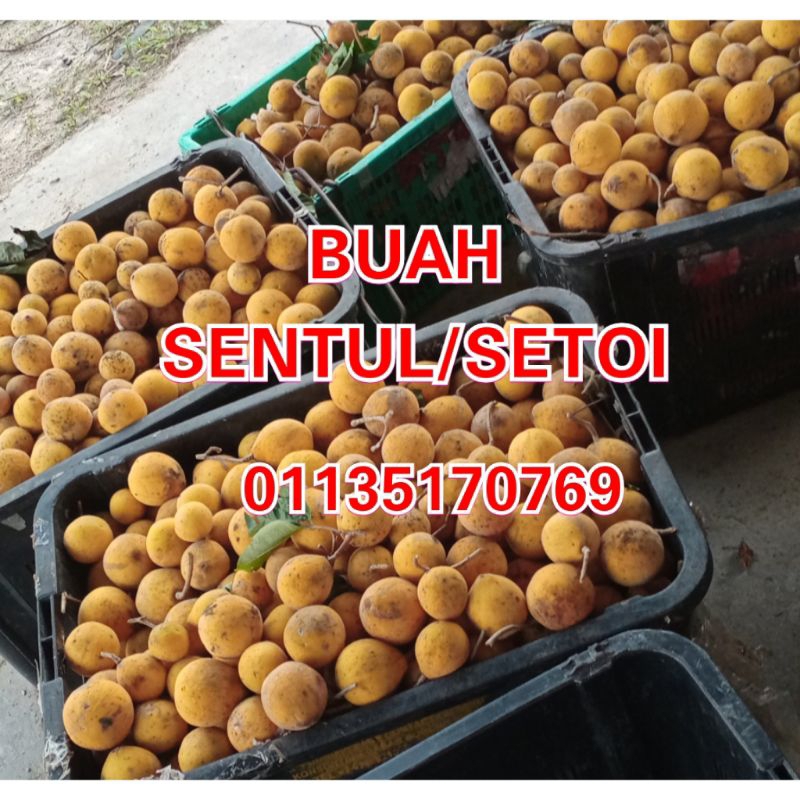 🔥LIMITED STOCK🔥 BUAH SENTUL/SETOI 1KILO READY STOCK | Shopee Malaysia