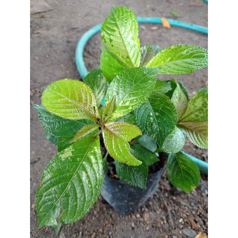 Pokok Pecah Kaca I Pecah Beling Batu I Pecah Periuk | Shopee Malaysia