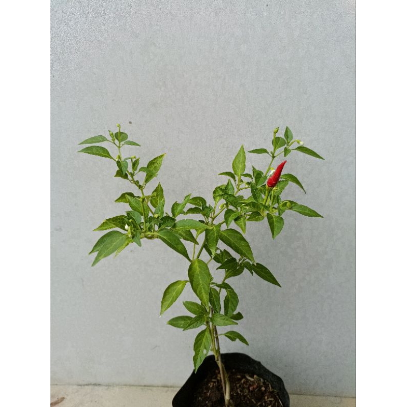 Anak Pokok Cili Padi (1 feet)(Live plant) | Shopee Malaysia