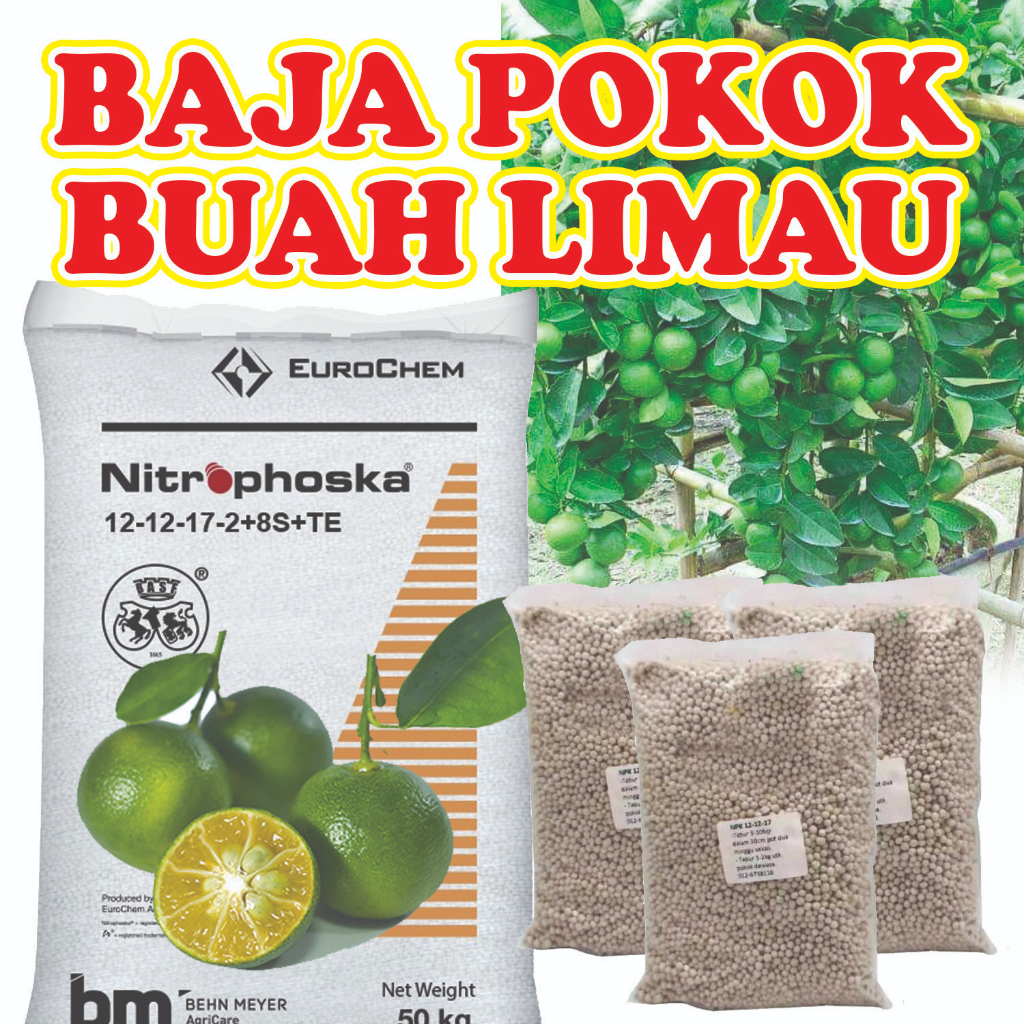 Baja Pokok Buah Limau Kasturi Nipis Lemon Khas Untuk Berbunga Banyak ...