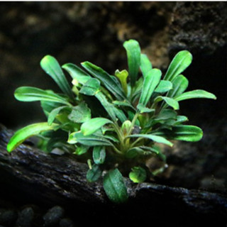 [BUY 4 FREE 1] Bucephalandra Sp. Aqua Artica (Stalk) Rare aquatic ...