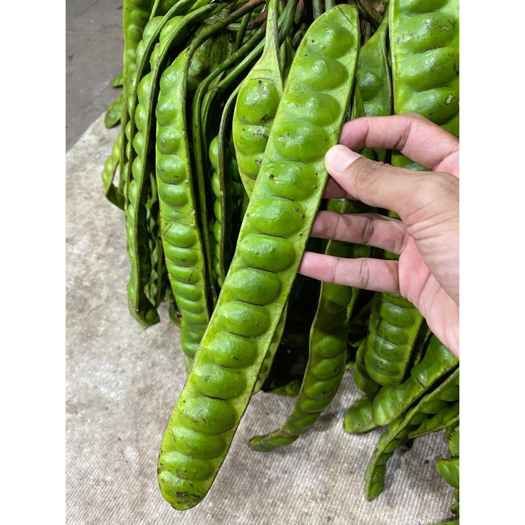PETAI PADI GRED AA TAPAH JALAN CAMERON | Shopee Malaysia