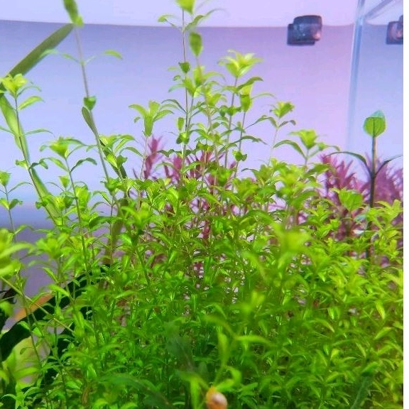 Hemianthus Micranthemoides Pearlweed 15STEM (Emersed/Submersed ...