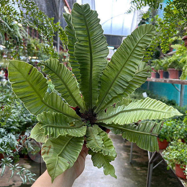 [Paling Horticulture Sdn Bhd] Asplenium Silver Wing | Pokok Asplenium ...