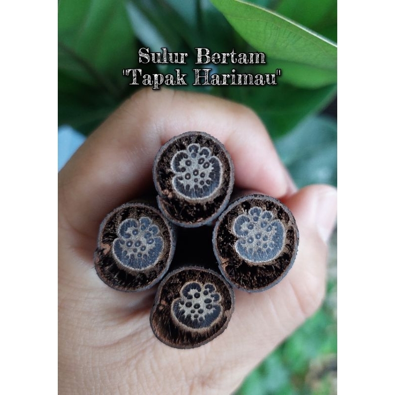 Sulur Bertam "Tapak Harimau 🐅 " | Shopee Malaysia