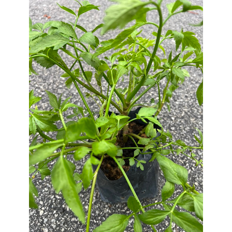 Selom Pucuk Ulam / Pokok Selom | Shopee Malaysia