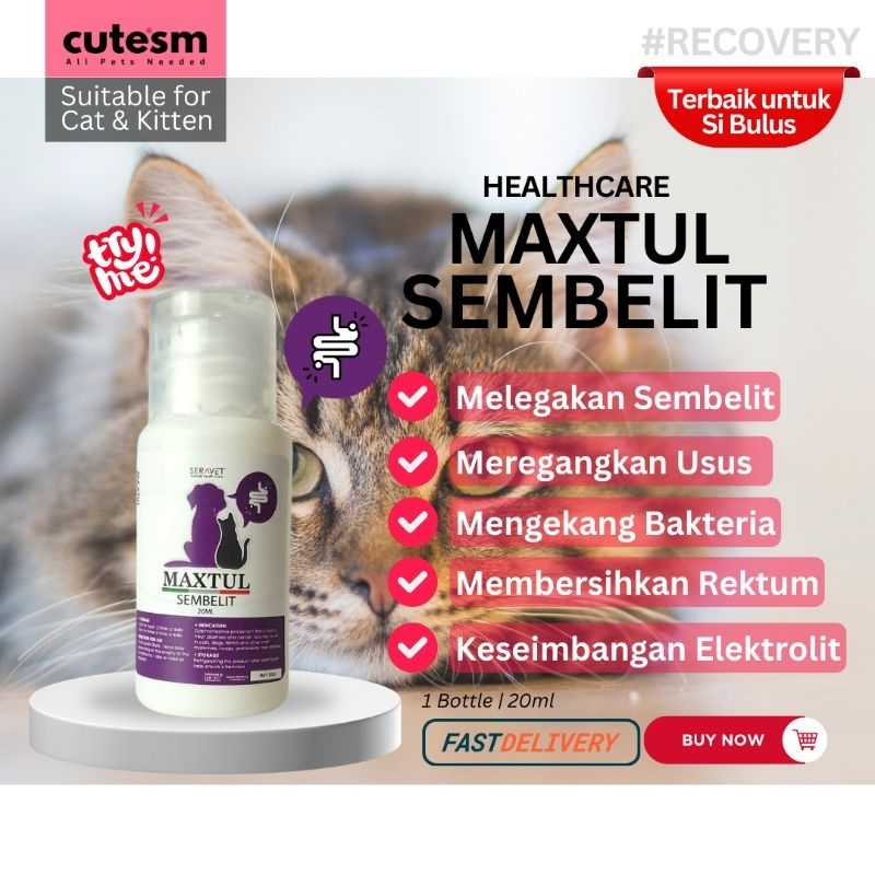 Cat & Kitten 𝐔𝐁𝐀𝐓 𝐊𝐔𝐂𝐈𝐍𝐆 𝐒𝐄𝐌𝐁𝐄𝐋𝐈𝐓 , Susah Berak & Najis Berdarah . Cat ...