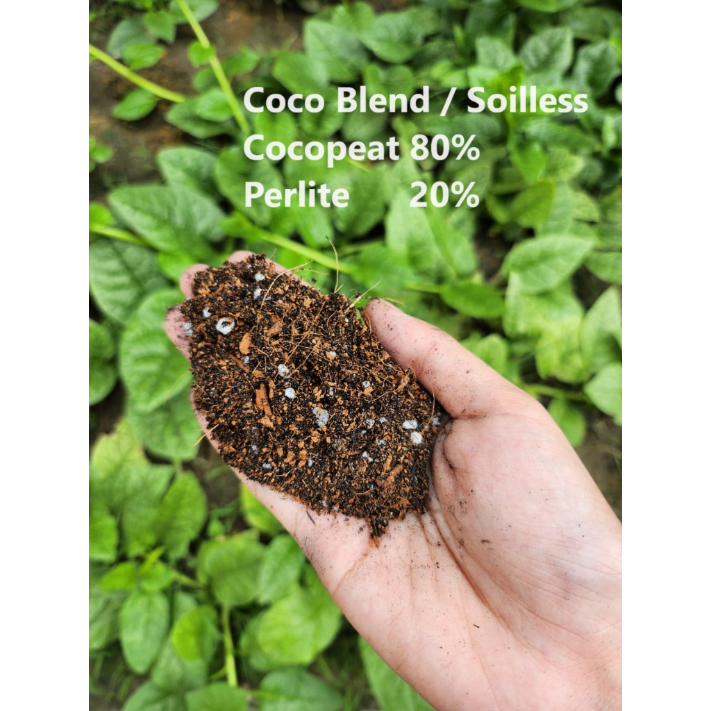 Coco Mix (Washed cocopeat 80% + Perlite 20%) Organic Potting Blend ...