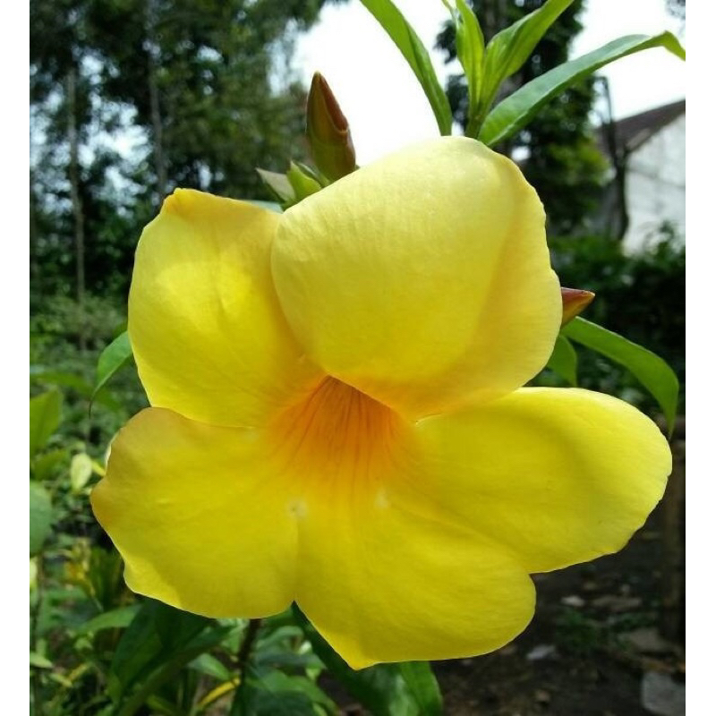 2 keratan bunga allamanda kuning bunga besar | Shopee Malaysia