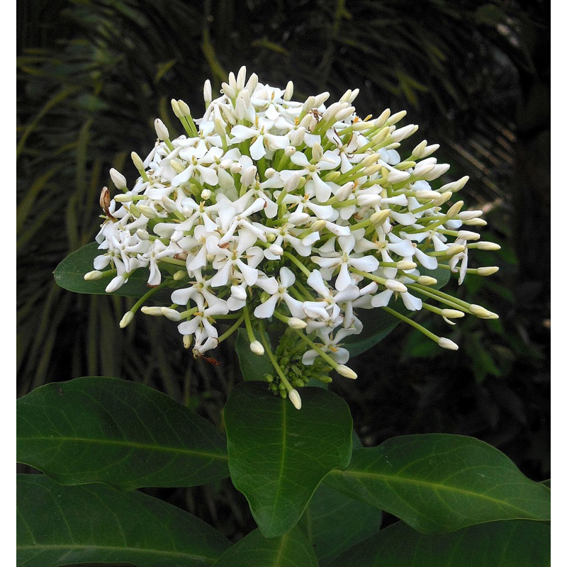 White Ixora Singapuri pokok Ixora Putih ( Wangi ) | Shopee Malaysia