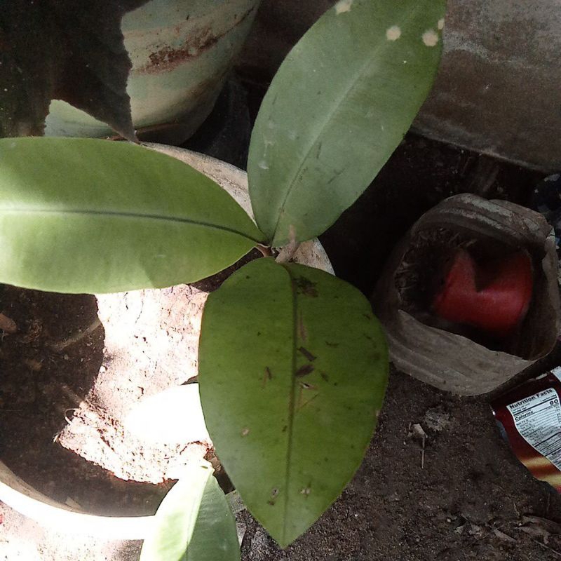 pokok kacip fatimah herba | Shopee Malaysia