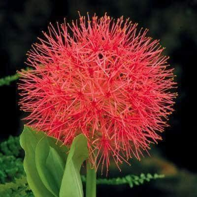 JD 📌 Fireball Lily | Red Flower Plant | Pokok Bunga Merah | JDNursery ...